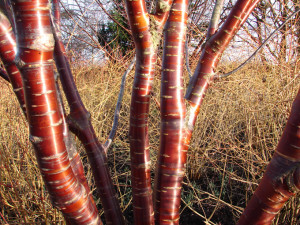 Prunus serrula Meerstammig kopen bij Boomkwekerij van IJmeren