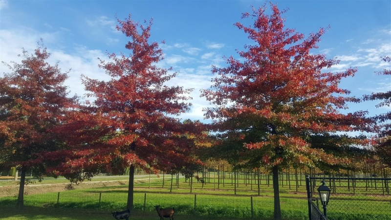 Eikenboom kopen | van IJmeren