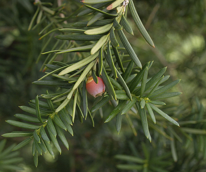 De mooiste bomen voor een formele tuin zoals de Taxus Baccata