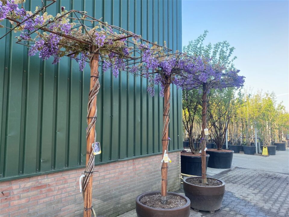 Dak Acacia online bestellen bij Boomkwekerij van IJmeren