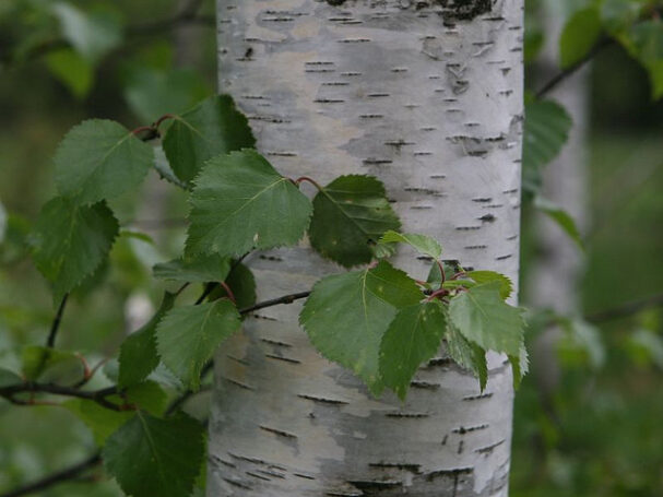 Berk of Betula kopen bij Boomkwekerij van IJmeren